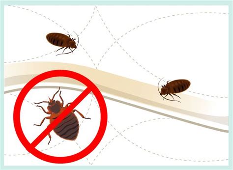 Do Bed Bugs Like Light