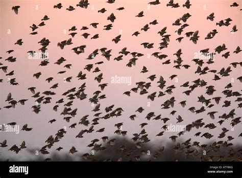 Red Billed Quelea Quelea Quelea Flock In Flight Namibia Most