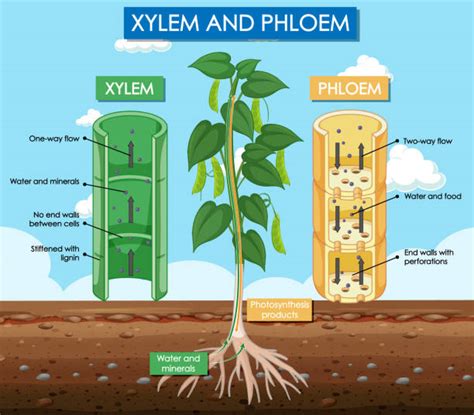Xylem Background Illustrations Royalty Free Vector Graphics And Clip Art