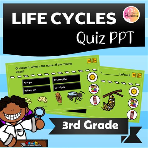Life Cycles Quiz PowerPoint Made By Teachers