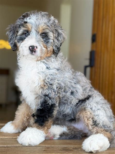 Mini Bernedoodle Hembra Merle M5 Vendida Los Osos Pr