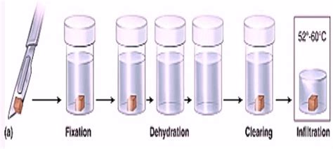 Process Of Fixation Histology