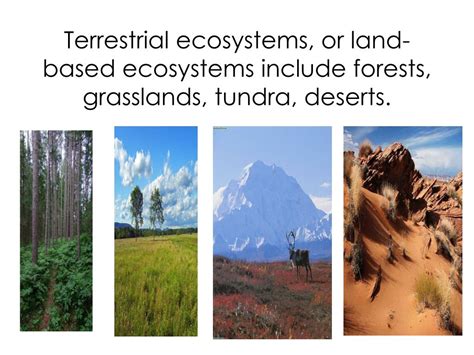 Ppt Comparing Ecosystems Terrestrial Vs Aquatic Ecosystems Lesson 38