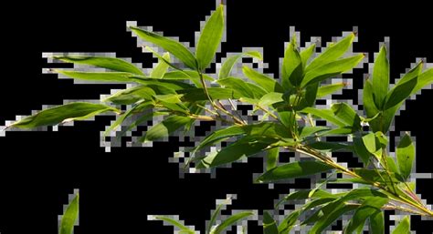 枝叶素材 17 花瓣网