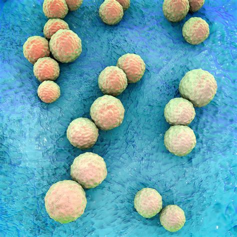 Streptococcus Mutans Bacteria Illustration Stock Image F0183359 Science Photo Library