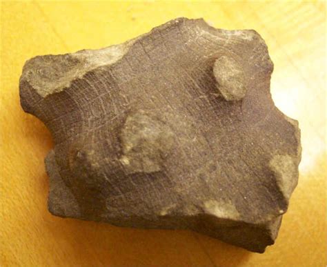 Sponge Fossils