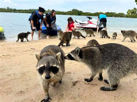 Racoon Island Private Tour Miami Boat And Yacht Rentals