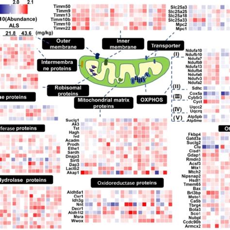 Differential Expression Profile Of Mitochondria In Proteomic Result Of