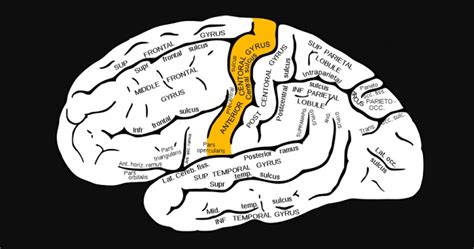 Precentral Gyrus Characteristics And Functions Of This Part Of The Brain Psychology 2023