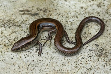 Download Long Two Lined Ground Skink Wallpaper