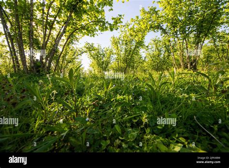 A Scenic View Of Hazelnut Tree Plantations In The Golden Hour Stock