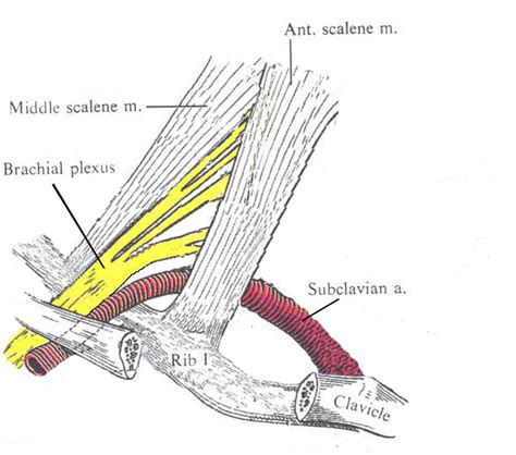Scalene Muscle Triangle Scalene Triangle Definition Ksirx
