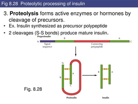Ppt 8 Protein Synthesis Processing And Regulation Powerpoint Presentation Id4558316