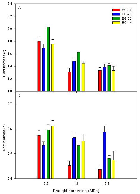 Intraspecific Variations Of Plant And Root Biomasses Of E Globulus Download Scientific Diagram