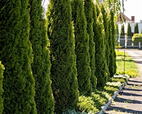 Emerald Green Arborvitae Care What You Need To Know Artichokes And