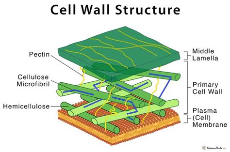 Cell Wall Definition Structure And Functions With Diagram Cell Wall