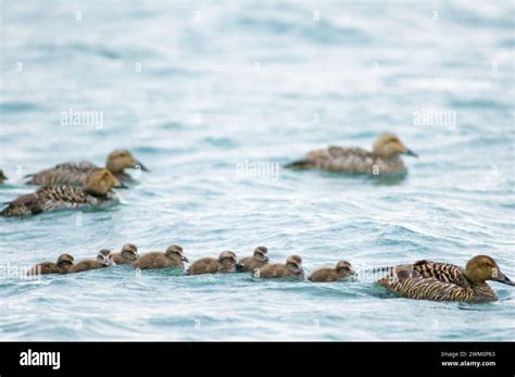 Group Of Common Eider Ducks Somateria Mollissima Mother And Newborn Ducklings On A Lagoon During