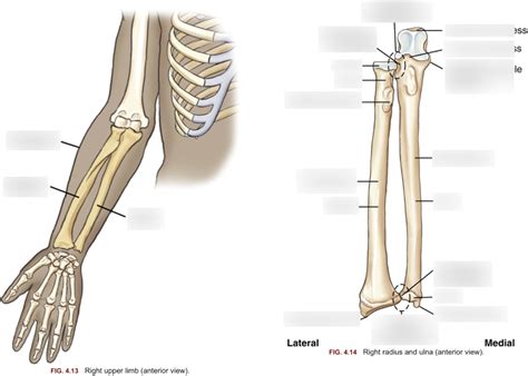 Week 4 2 Fig 413 Right Upper Limb Anterior View Fig 414 Right Radius And Ulna Anterior
