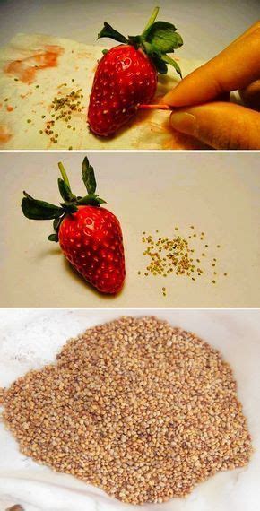 How To Collect Strawberry Seeds Gardening My Favthings Strawberry