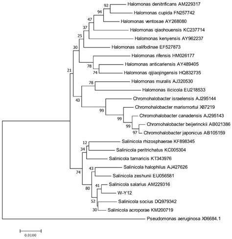 A Halophilic Halobacteria W Y12 And Its Application Eureka Patsnap
