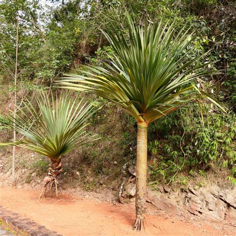 Pandanus Utilis Plant At Ann Burkett Blog