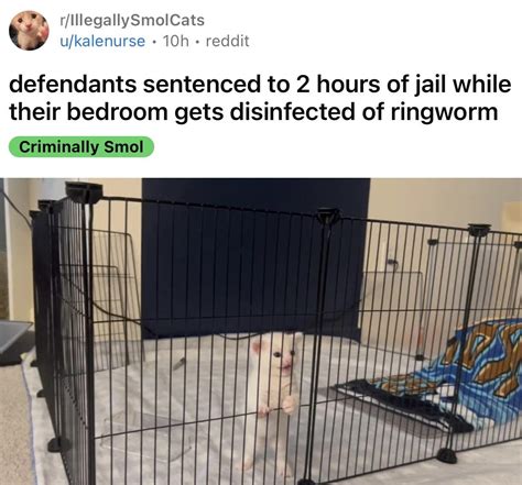 Completely Innocent Wunk Behind Bars R Wunkus