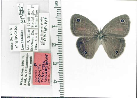 Cissia Pseudocleophes Type Specimens