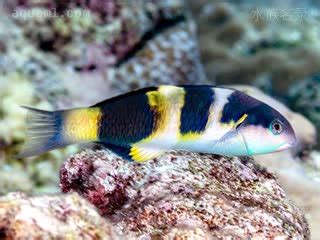 水族名录 锦鱼属thalassoma