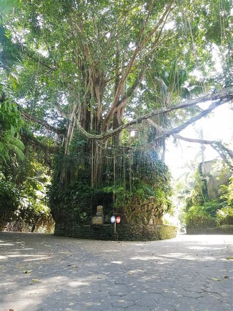 Giant Vicus Tree Stock Image Image Of Nature Lush 261876477