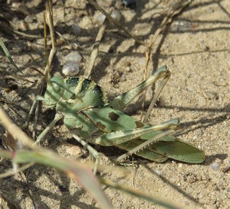 Bug Eric Great Crested Grasshopper