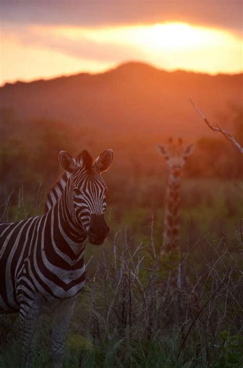 Safari Dans Le Parc National Du Serengeti Artofit