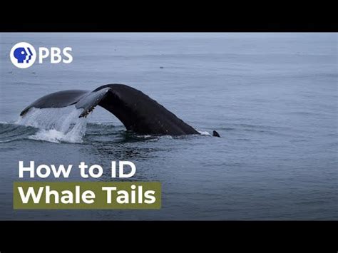 How To Identify Individual Whales Youtube