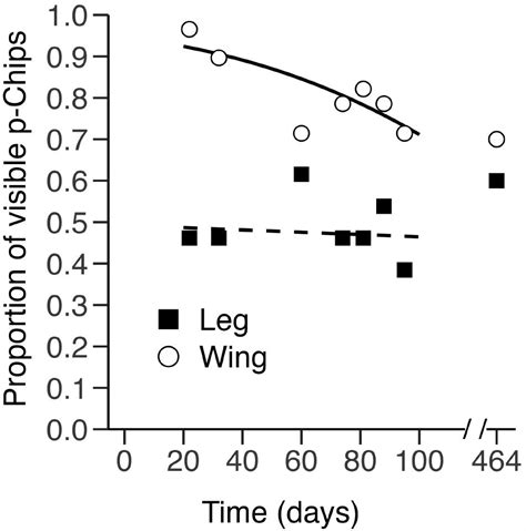 Scanning Efficacy Of P Chips Implanted In The Wing And Leg Of The Big Brown Bat Eptesicus Fuscus