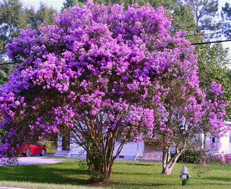 What Color Are Myrtle Flowers At Michelle Burgess Blog