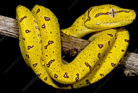 Juvenile Green Tree Python Morelia Viridis Stock Image C0503365 Science Photo Library