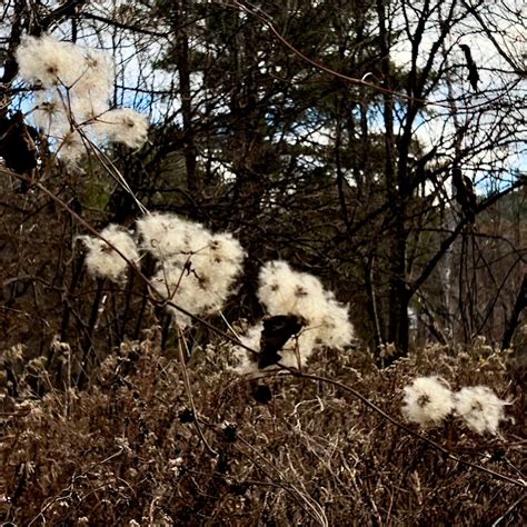 Seed Clouds Leaf And Twig