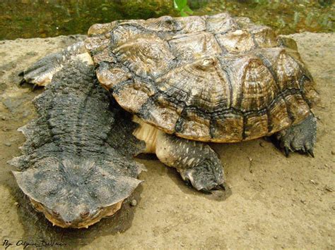 Mata Mata Turtle Eating