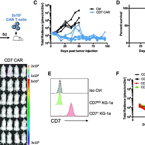 Cd7 Car T Cells Are Protective In A Mouse Xenograft Model Of Aml A