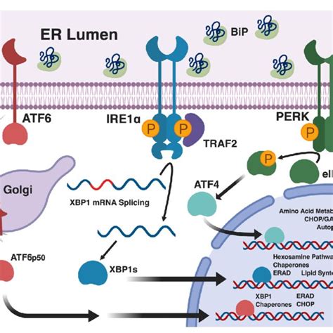 Expression Of Upr Regulated Genes In T Cells A Transcription Of
