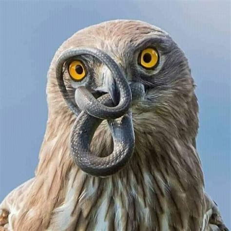 ارمانی جانان Rahimyar Khan