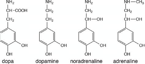 Catecholamine Neurotransmitters Download Scientific Diagram