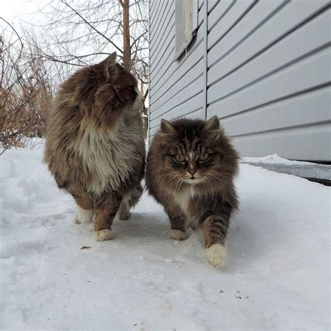 Siberian Cat Winter Coat Vs Summer Tradingbasis
