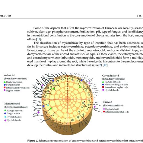 Schematic Representation Of Endomycorrhizae And Ectendomycorrhizae That
