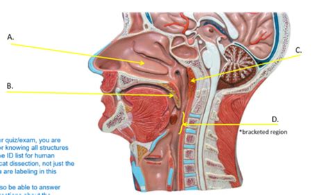 Anatomy And Physiology Pratical 2 Flashcards Quizlet