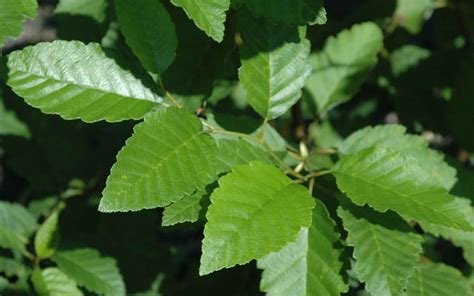 Alder Alder Familienname Ivrcqb