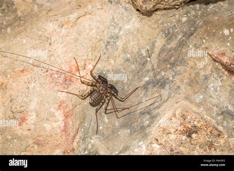 Whip Spider Or Tailless Whip Scorpion Amblypygi Likoma Island Lake