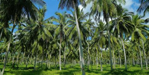 Jaffna Mullaitivu And Mannar Districts Form Sri Lankas Second Coconut