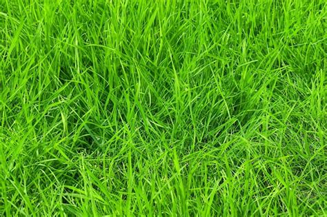 Green Grass Realistic Background Premium Ai Generated Image