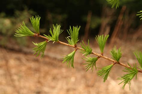 Larch Tree Leaves Larch Trees Types Leaves Cones Identification
