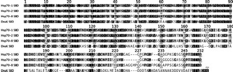 Aligned Sequences Of The Substrate Binding Domain Sbd Of Human